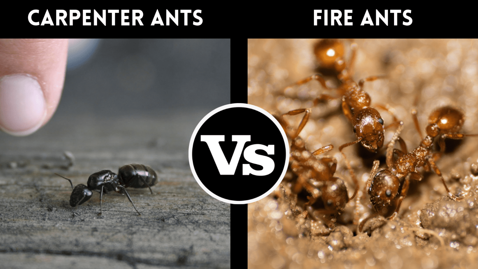 Carpenter Ants Vs Fire Ants