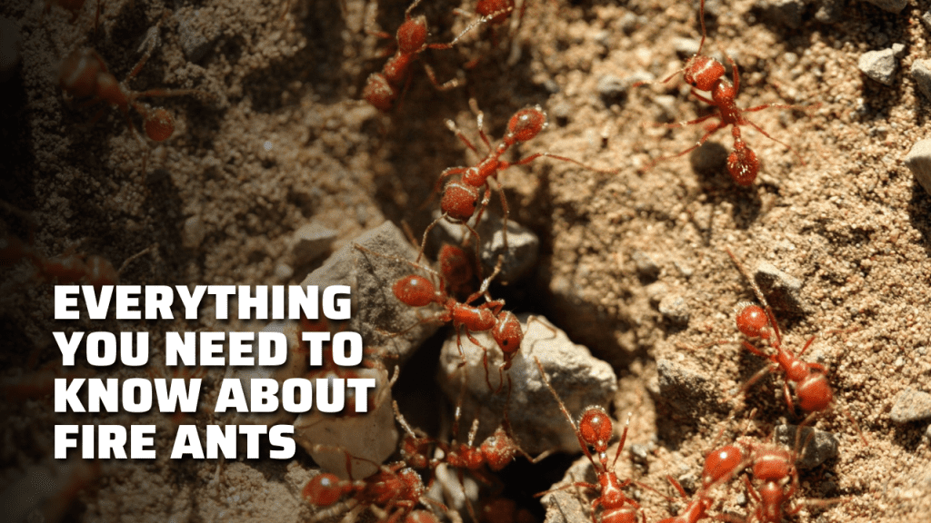 Fire Ants – pestinformer.com