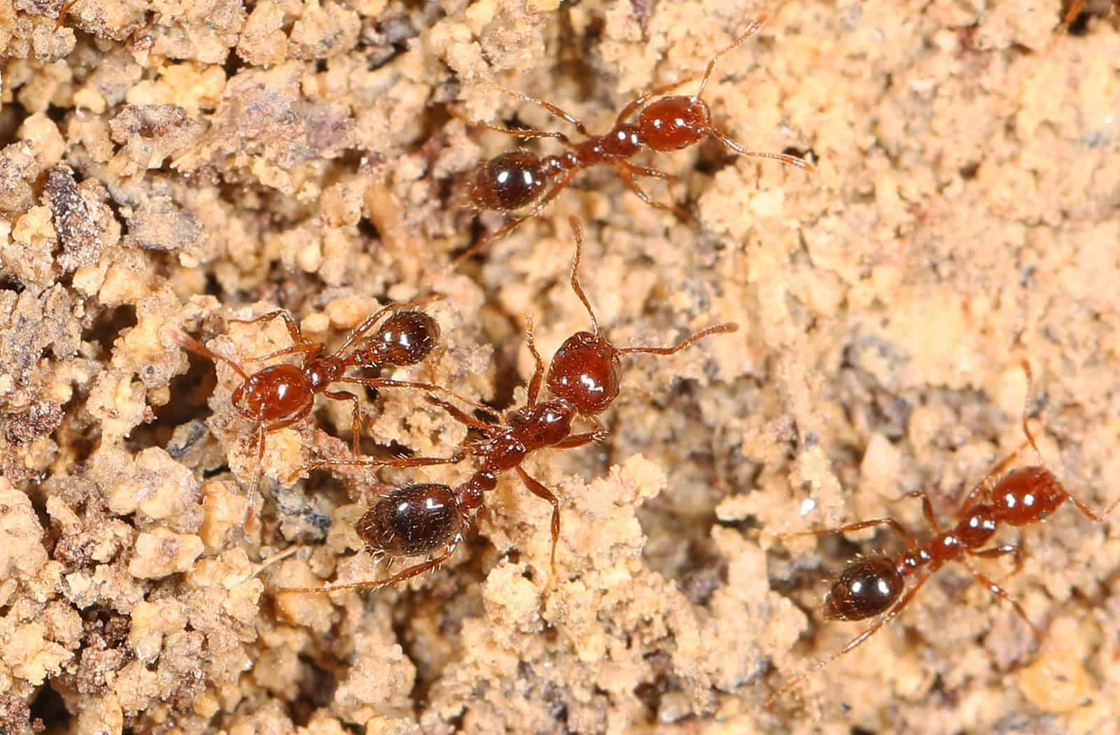 Where Do Fire Ants Live? (Most Infested Regions) – pestinformer.com