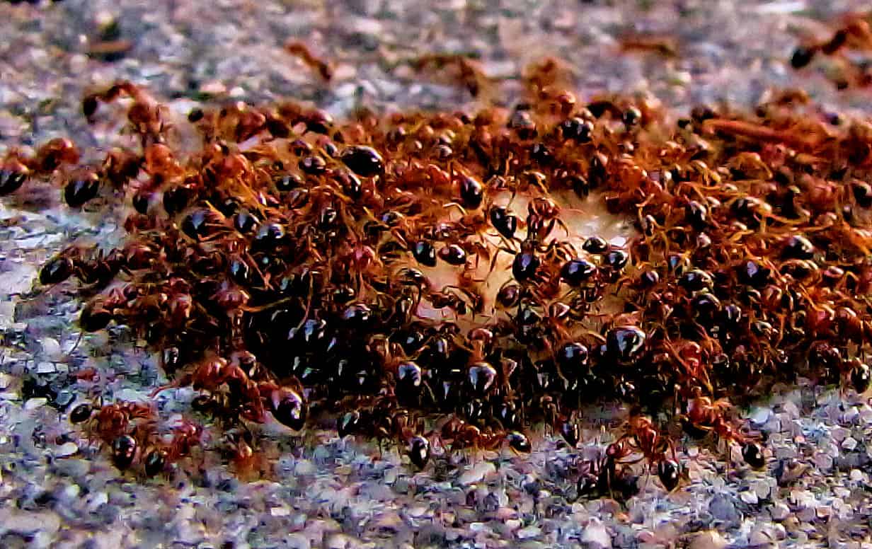 Where Do Fire Ants Live? (Most Infested Regions) – pestinformer.com