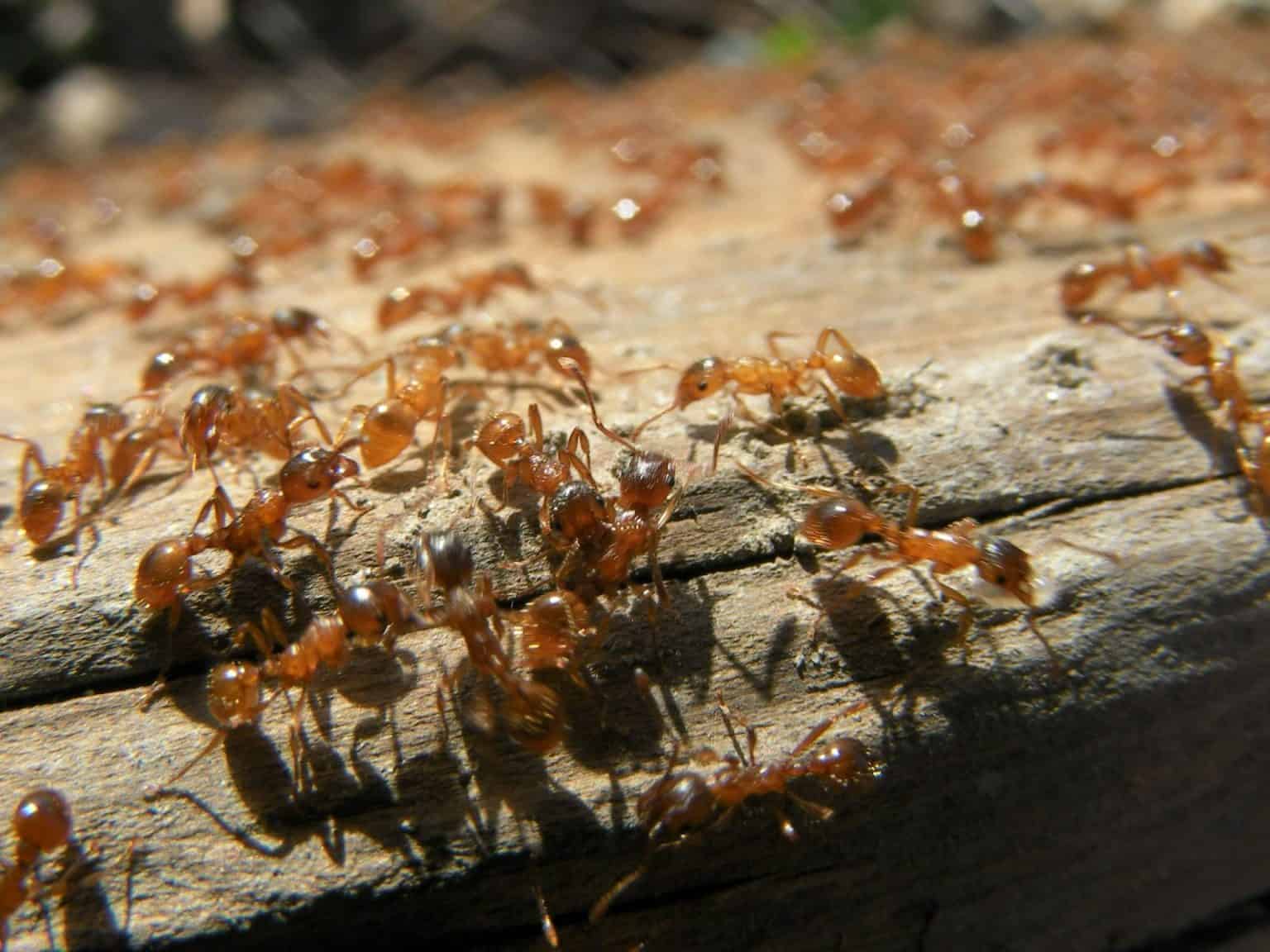 How Do Fire Ants Spread? | Everything You Need To Know – pestinformer.com