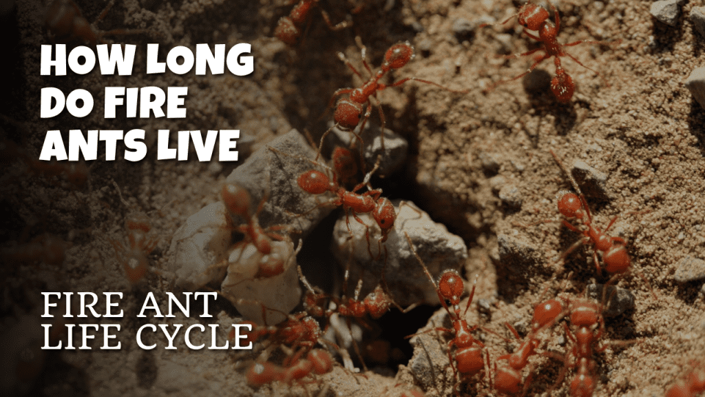 pestinformer.com – Page 8 – Pest Control Information