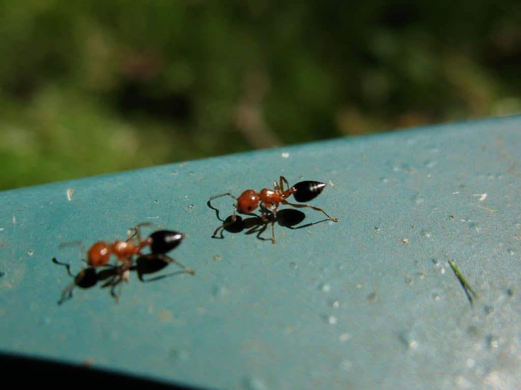 All About The Fire Ants In North Carolina – pestinformer.com