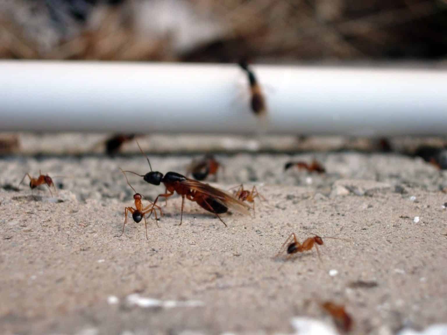 How To Identify Fire Ants? – pestinformer.com