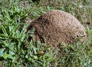 Here’s All You Need to Know About The Fire Ants In Missouri ...
