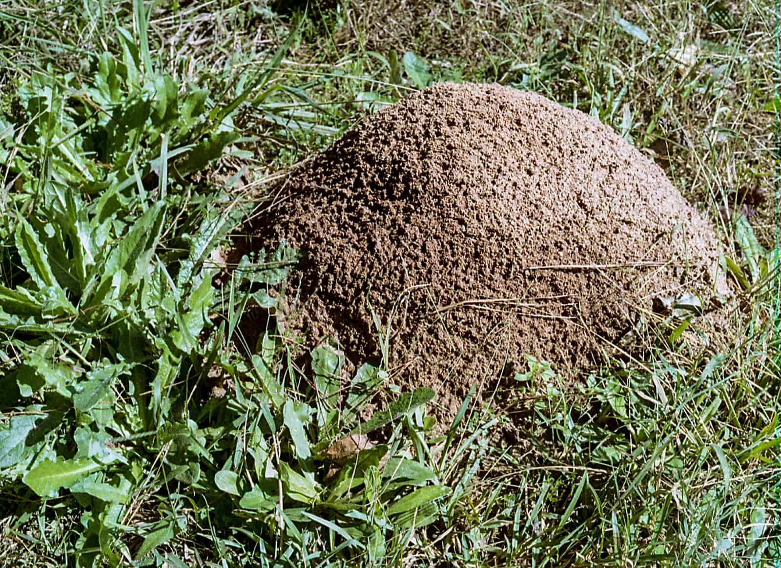 Here’s All You Need to Know About The Fire Ants In Missouri ...