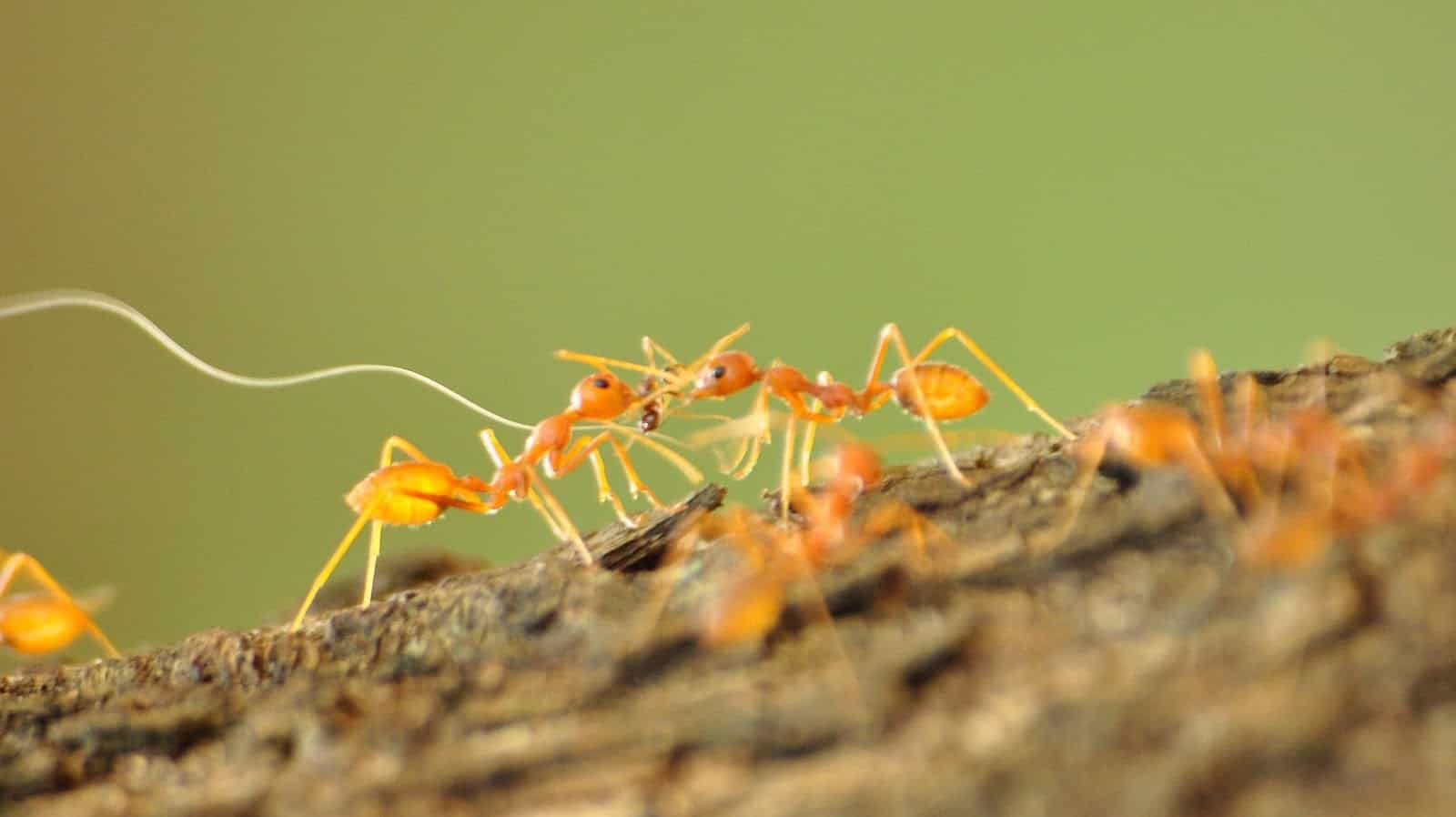 Here’s All You Need to Know About The Fire Ants In Missouri ...