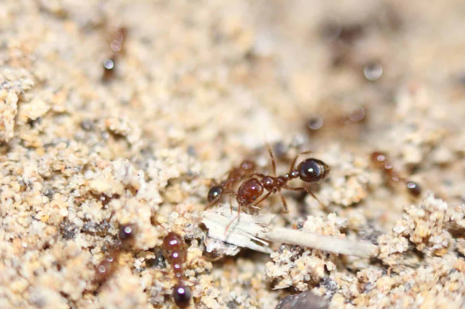 How Did Fire Ants Get To America? – pestinformer.com