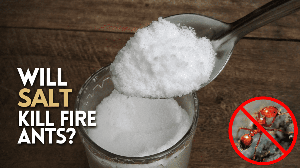 Fire Ants – pestinformer.com