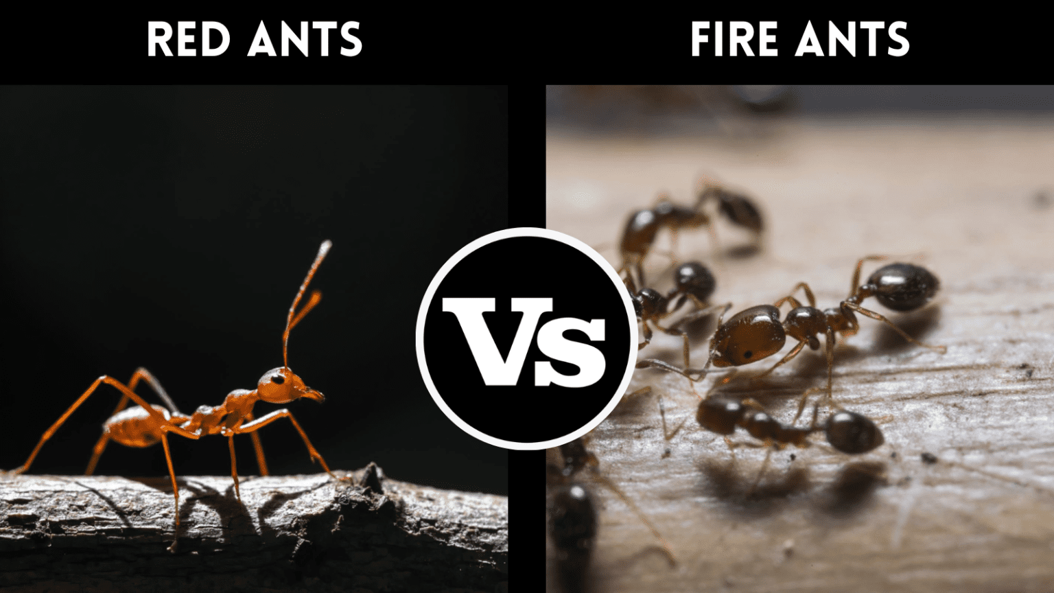 Red Ants vs. Fire Ants: How To Tell the Difference? – pestinformer.com