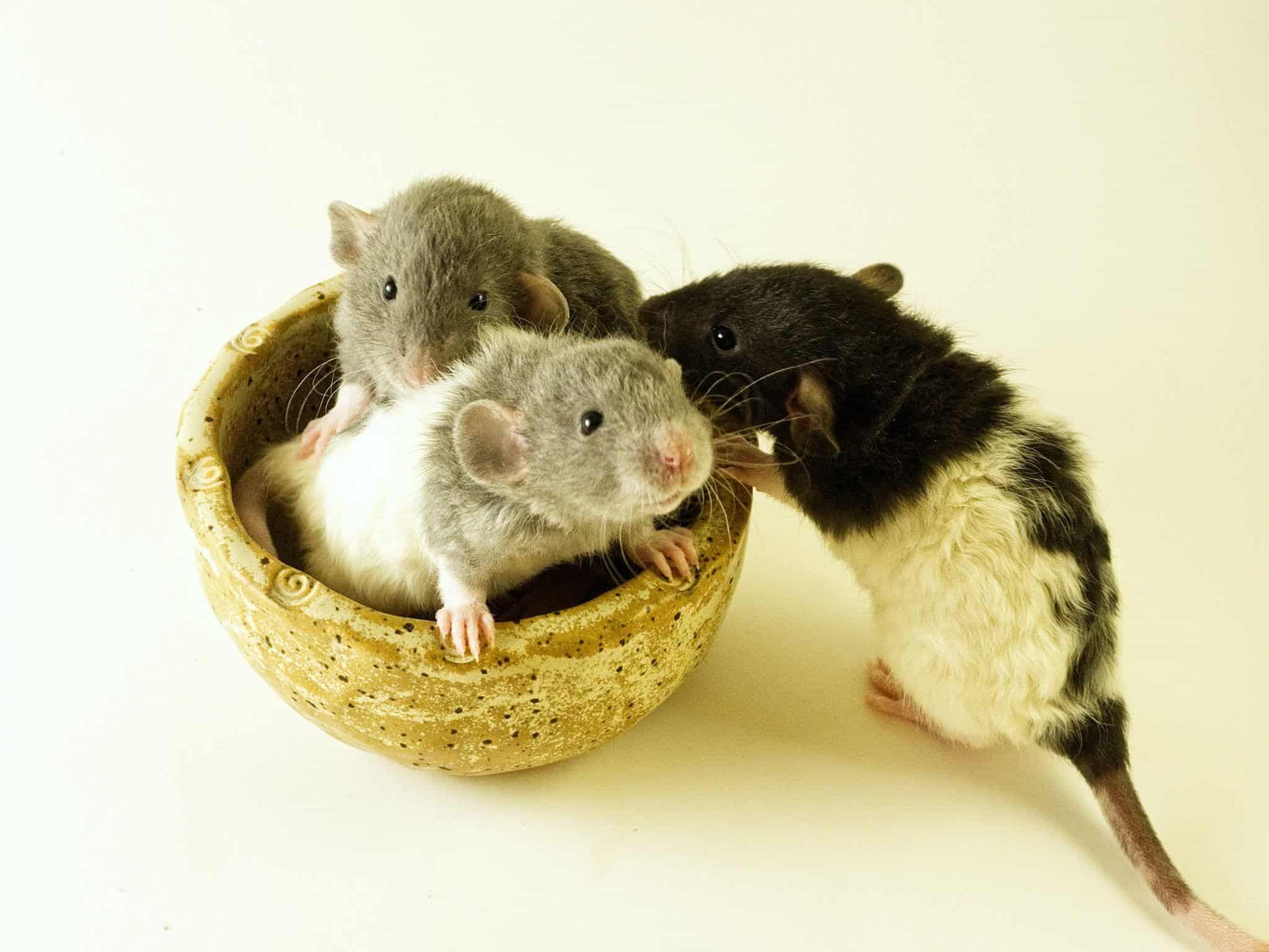 How Smart Are Rats? (This May Surprise You) – pestinformer.com
