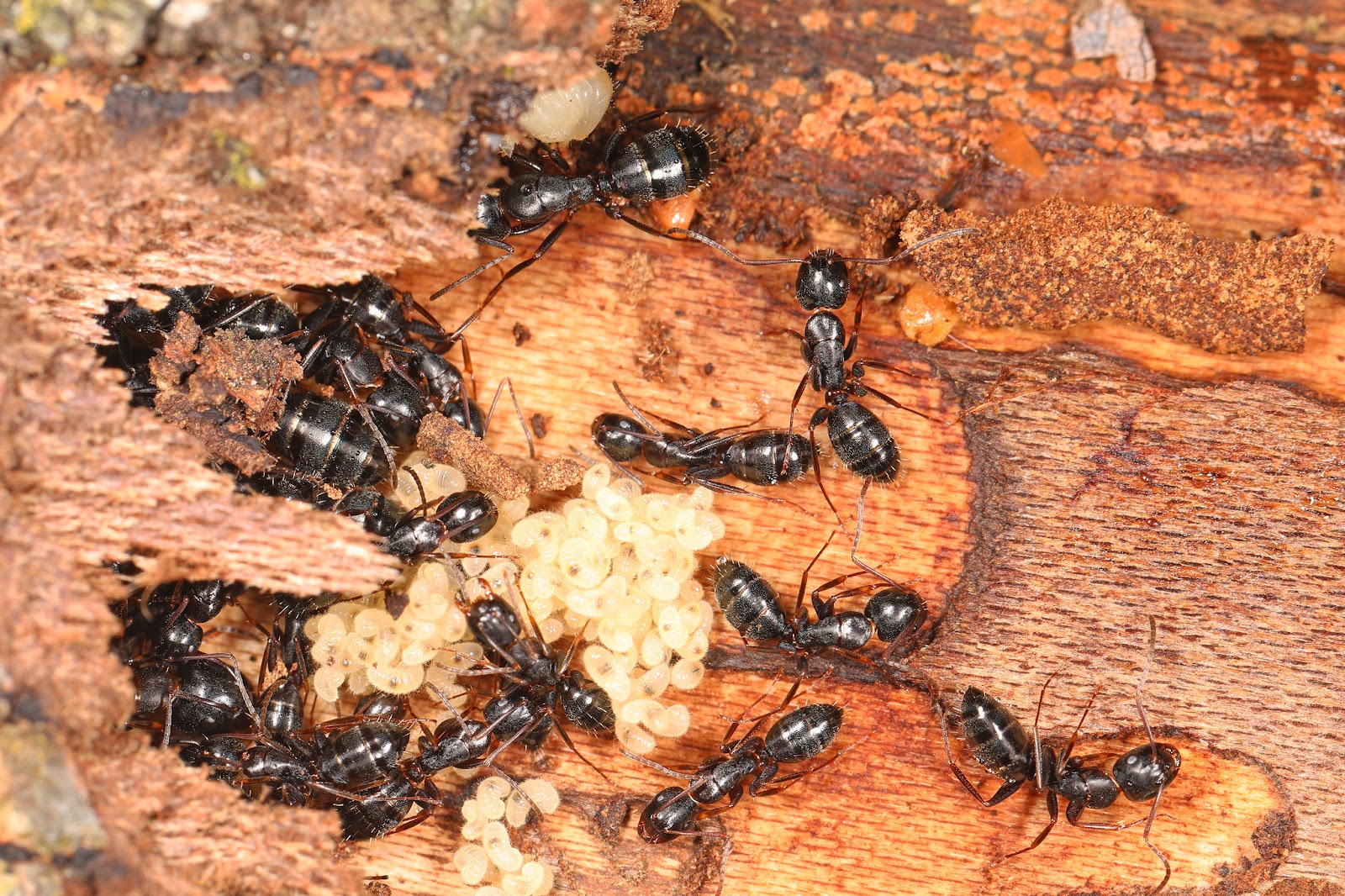 Carpenter Ant vs. Black Ant – What’s the Difference? – pestinformer.com