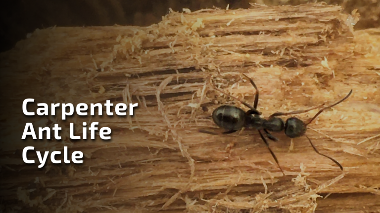 Carpenter Ants – pestinformer.com
