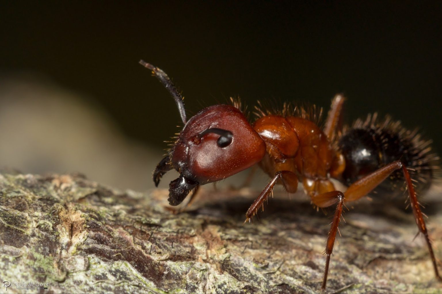 Argentine Ants vs. Carpenter Ants: How Are They Different ...