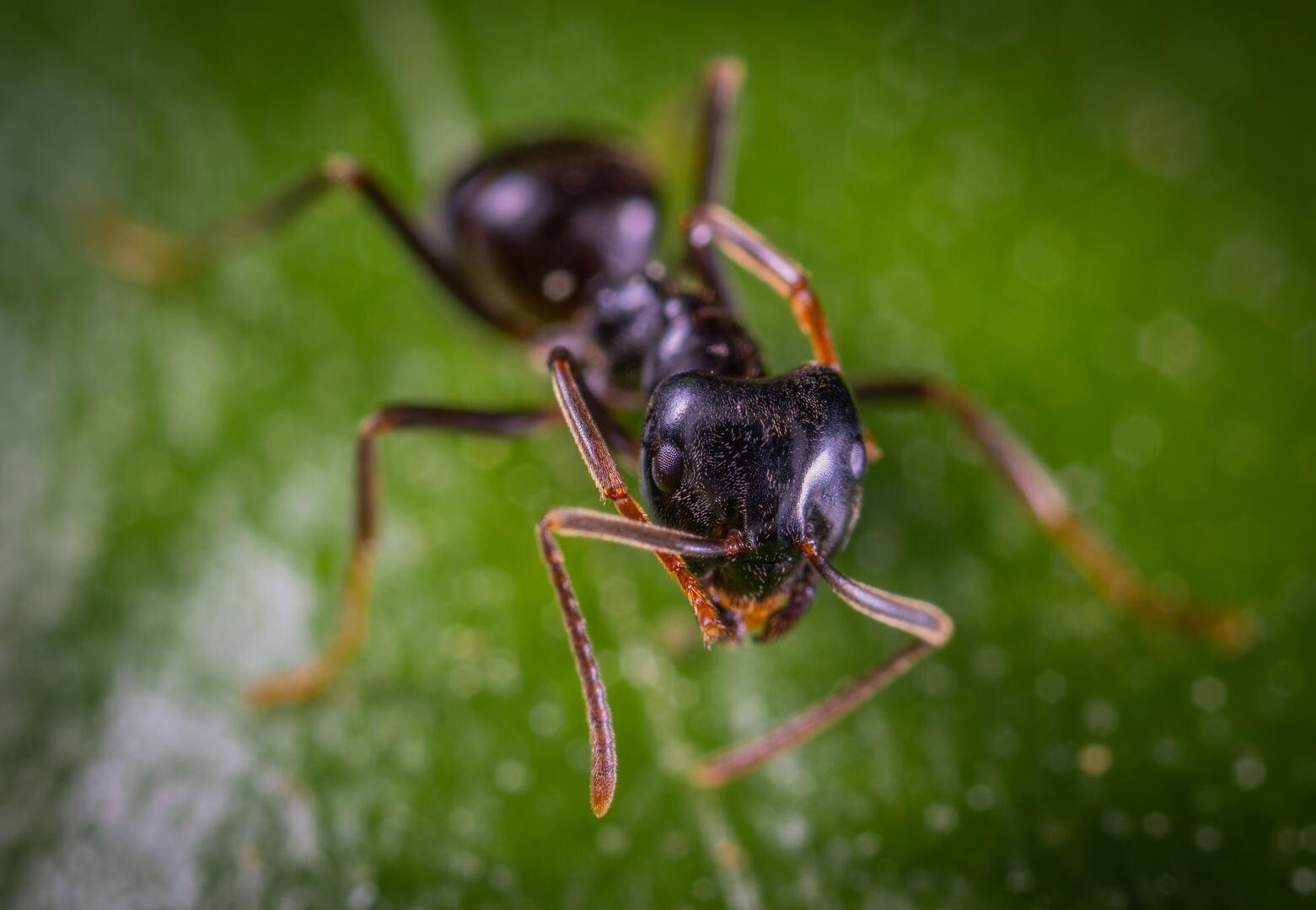 How Do You Know If Your House Is Infested with Carpenter Ants ...