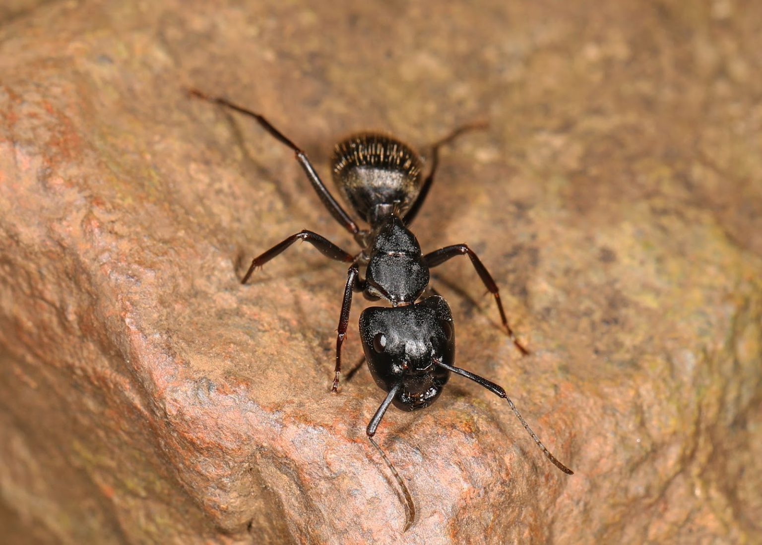 What Are Signs of Carpenter Ants? – pestinformer.com