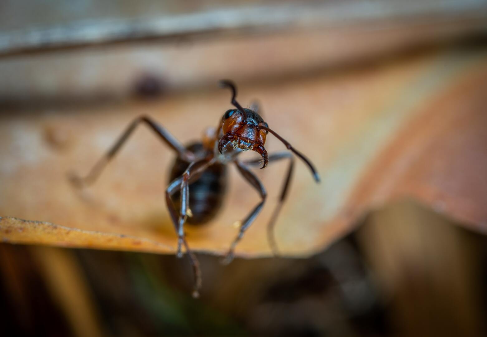 How To Get Rid of Carpenter Ants in Trees – 5 Ways – pestinformer.com