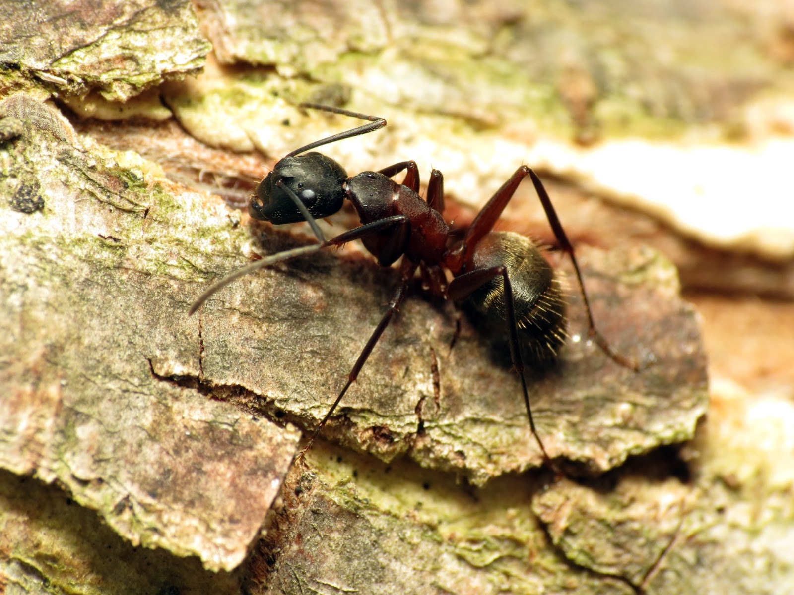 When Are Carpenter Ants Most Active? – pestinformer.com