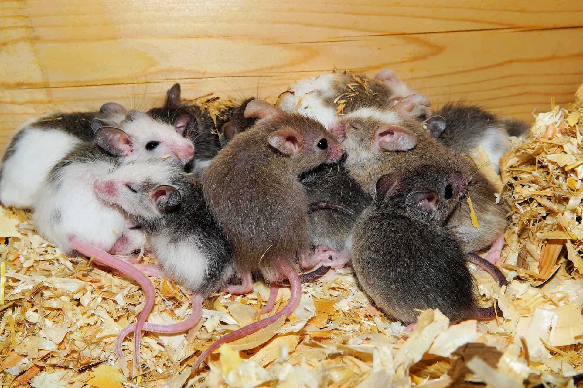 How Long Is A Rat’s Pregnancy? – pestinformer.com