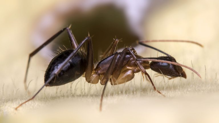 Where Do Carpenter Ants Live in the World? – pestinformer.com