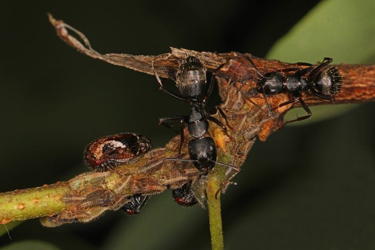 What Do Carpenter Ants Eat? – pestinformer.com
