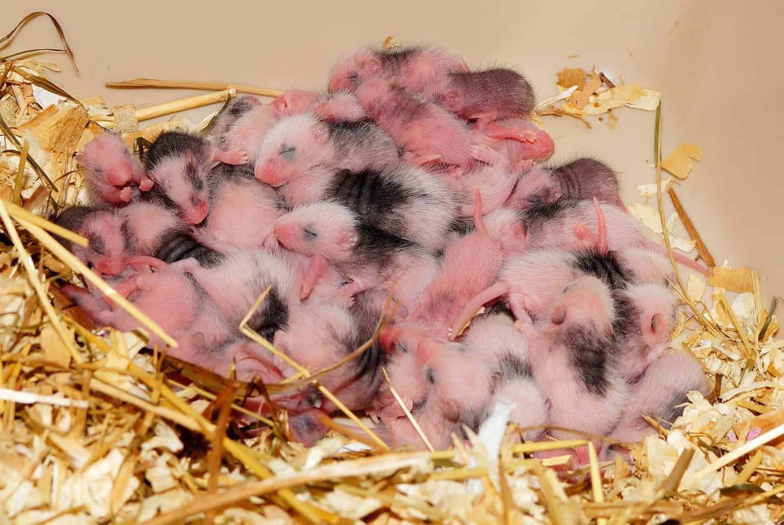 How Many Babies Do Rats Have? – pestinformer.com