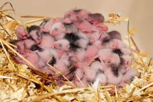 How Many Babies Do Rats Have? – pestinformer.com