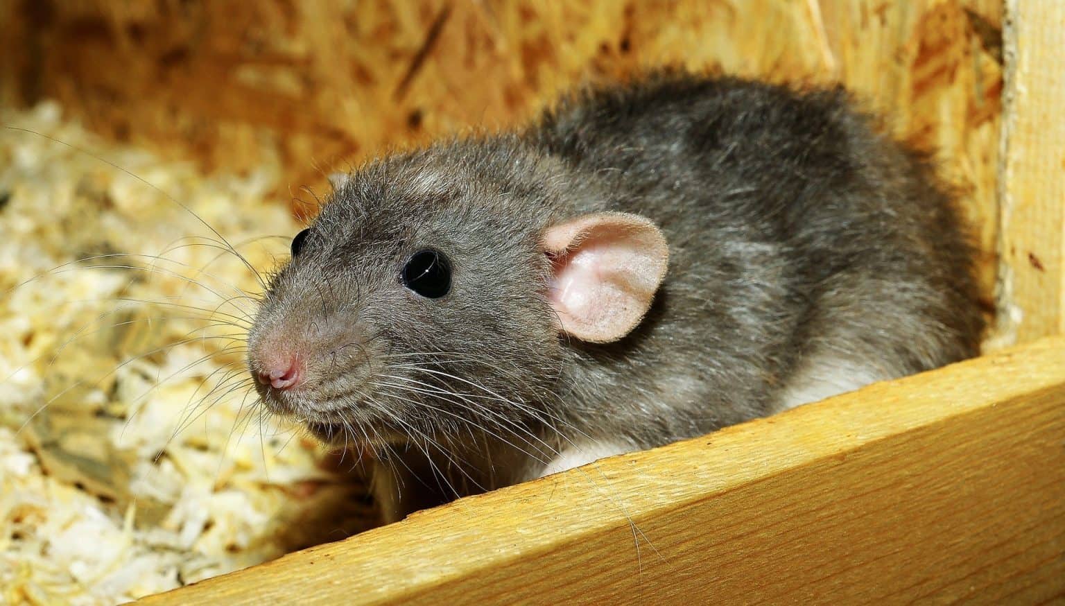 How Smart Are Rats? (This May Surprise You) – pestinformer.com