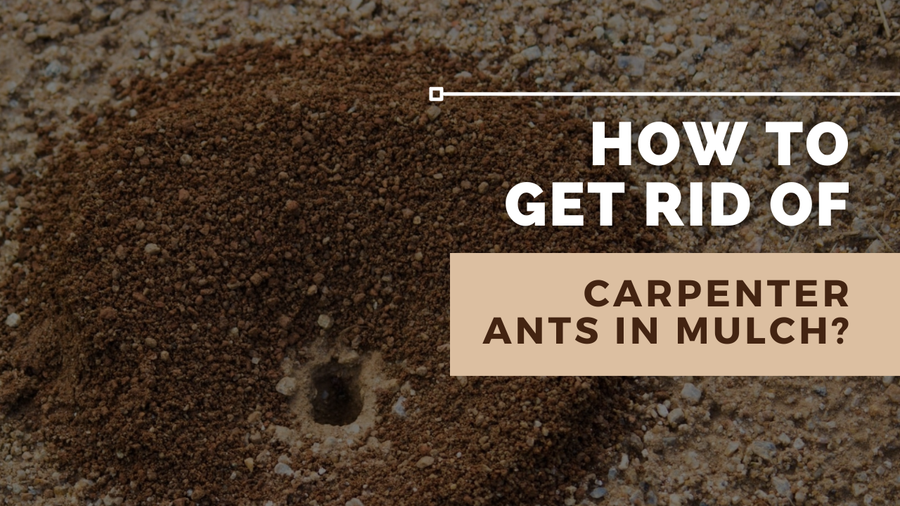 pestinformer.com – Page 4 – Pest Control Information