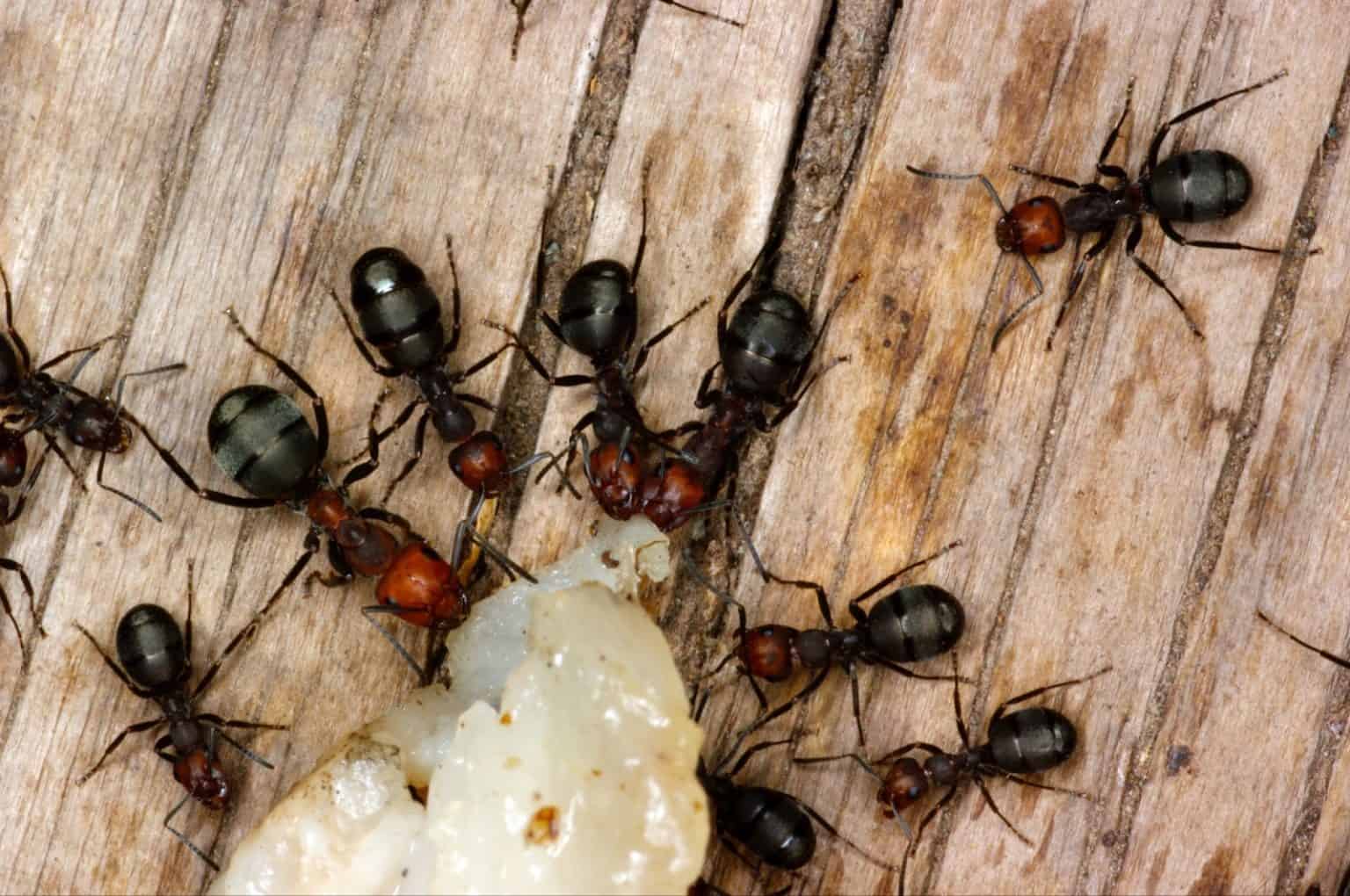 9 Ways To Get Rid of Carpenter Ants Naturally – pestinformer.com
