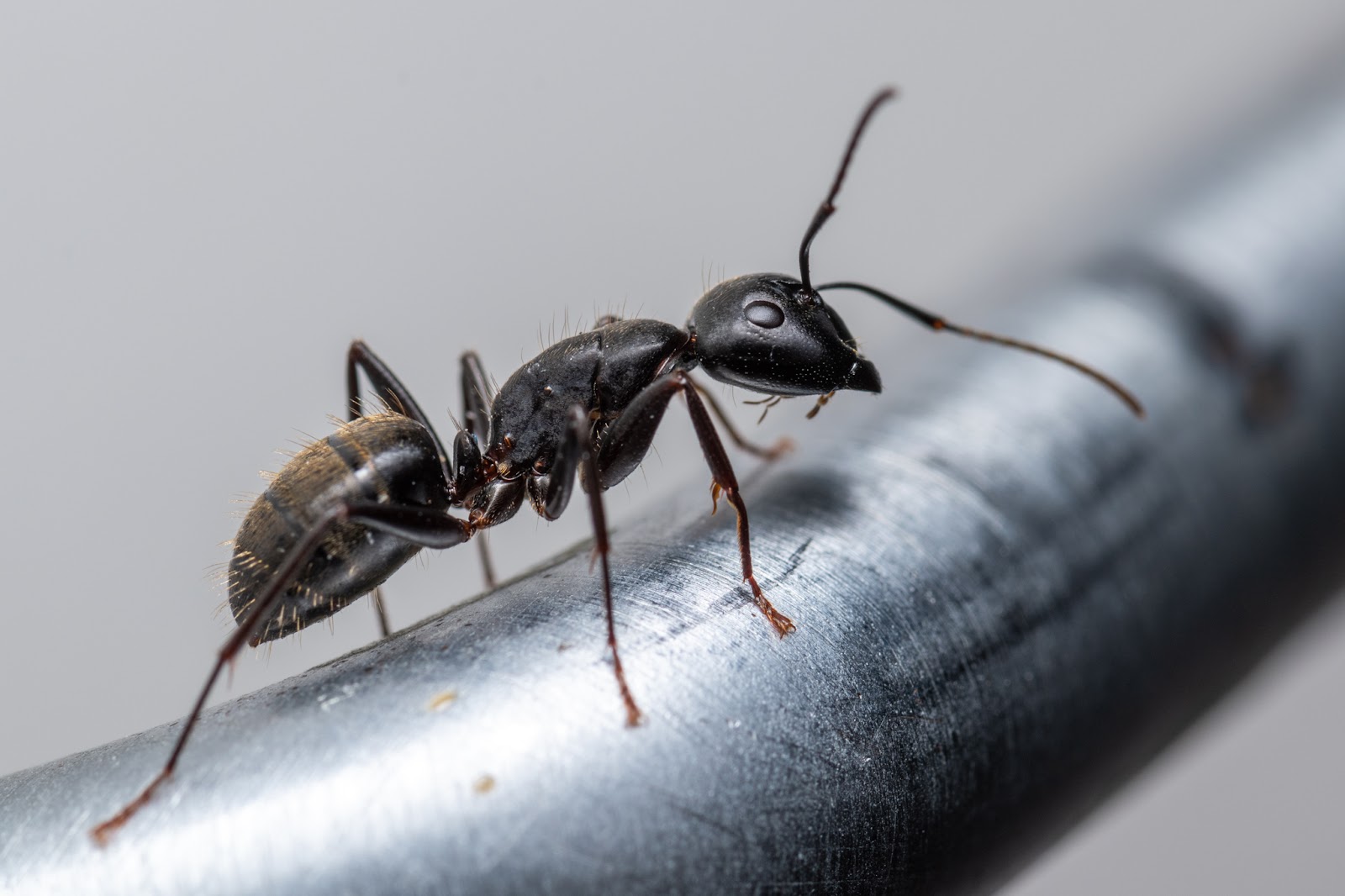 What Are Signs of Carpenter Ants? – pestinformer.com