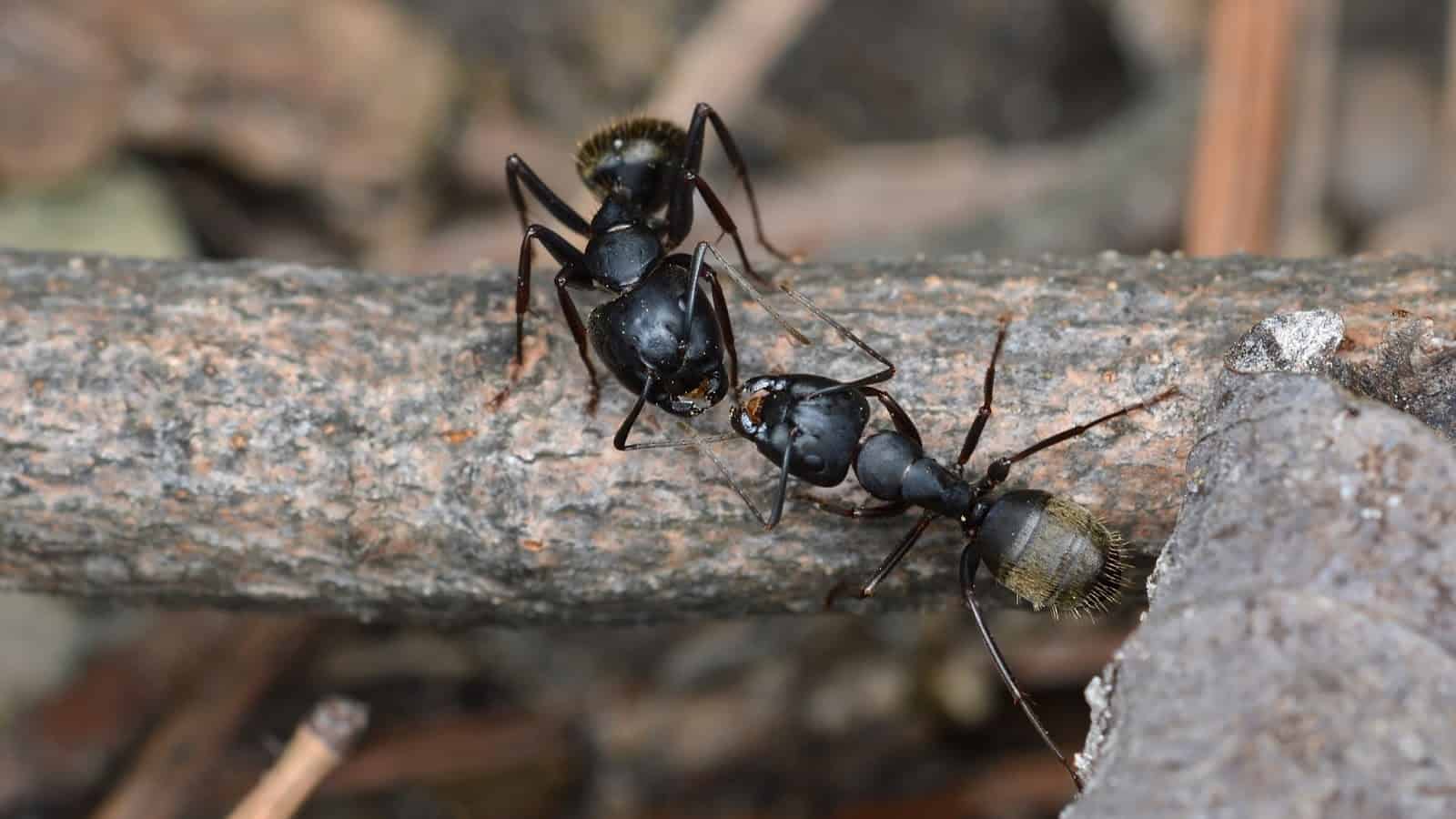 How To Get Rid of Carpenter Ants – pestinformer.com