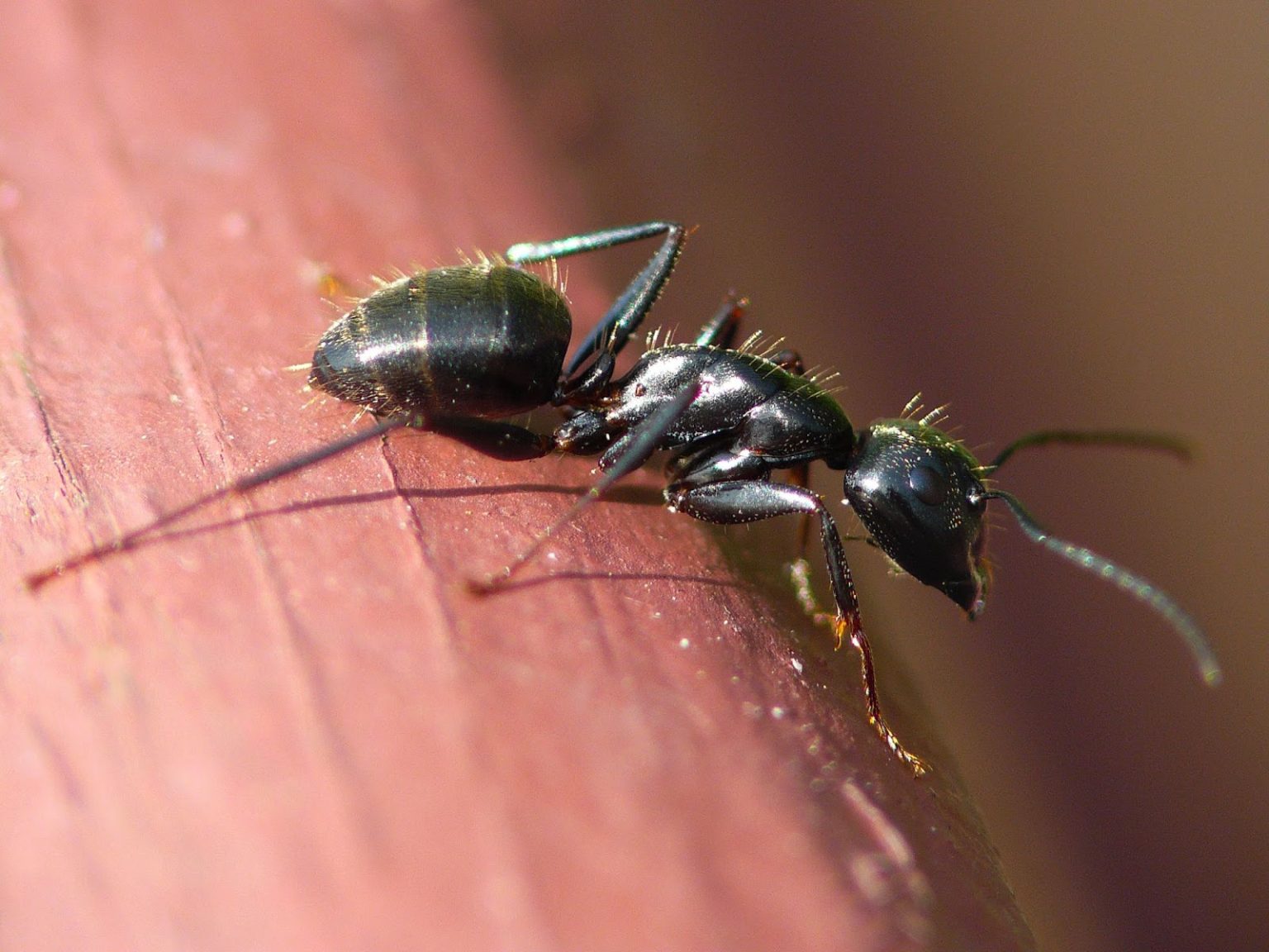 Carpenter Ant Life Cycle – pestinformer.com