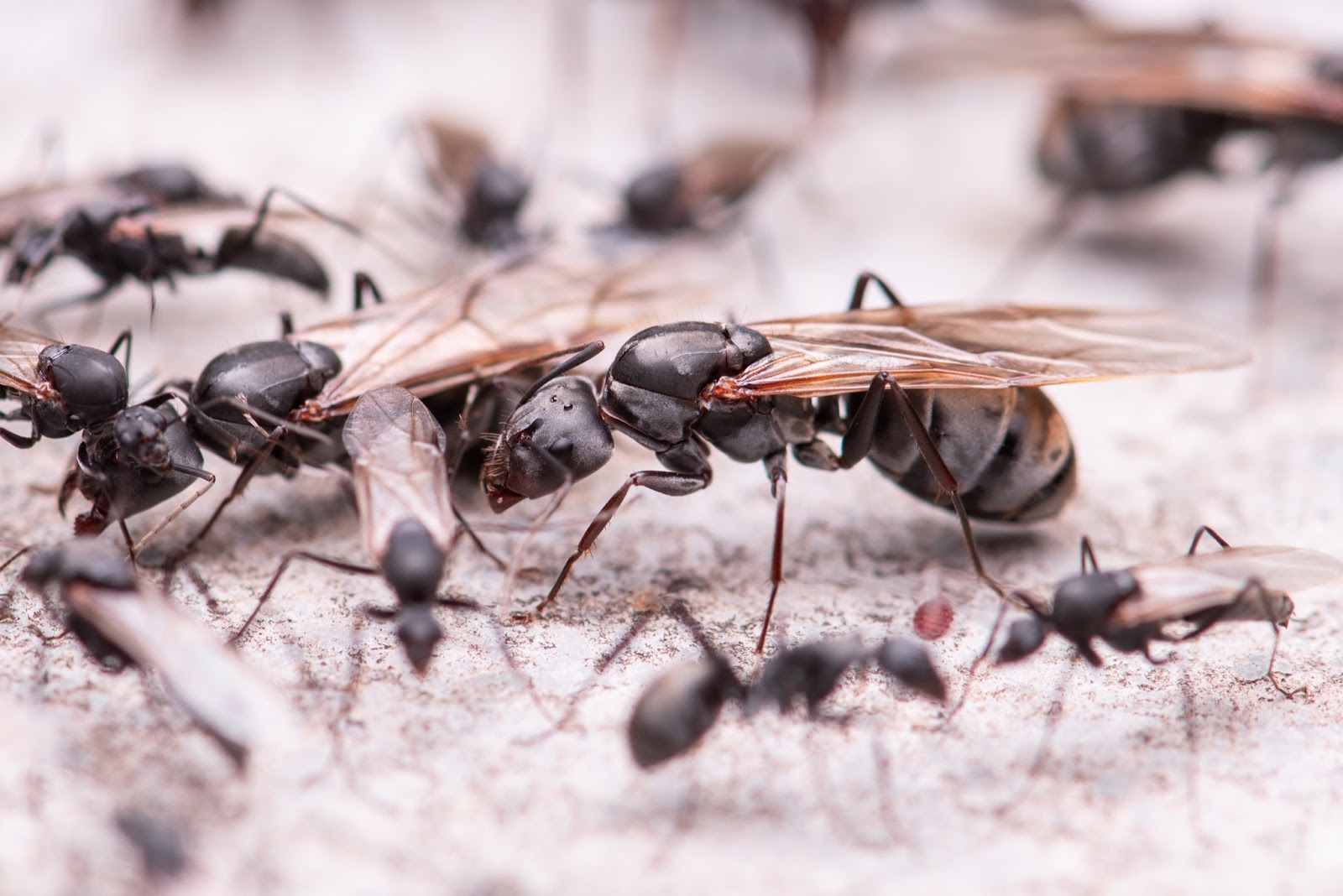 How Do You Know If Your House Is Infested with Carpenter Ants ...