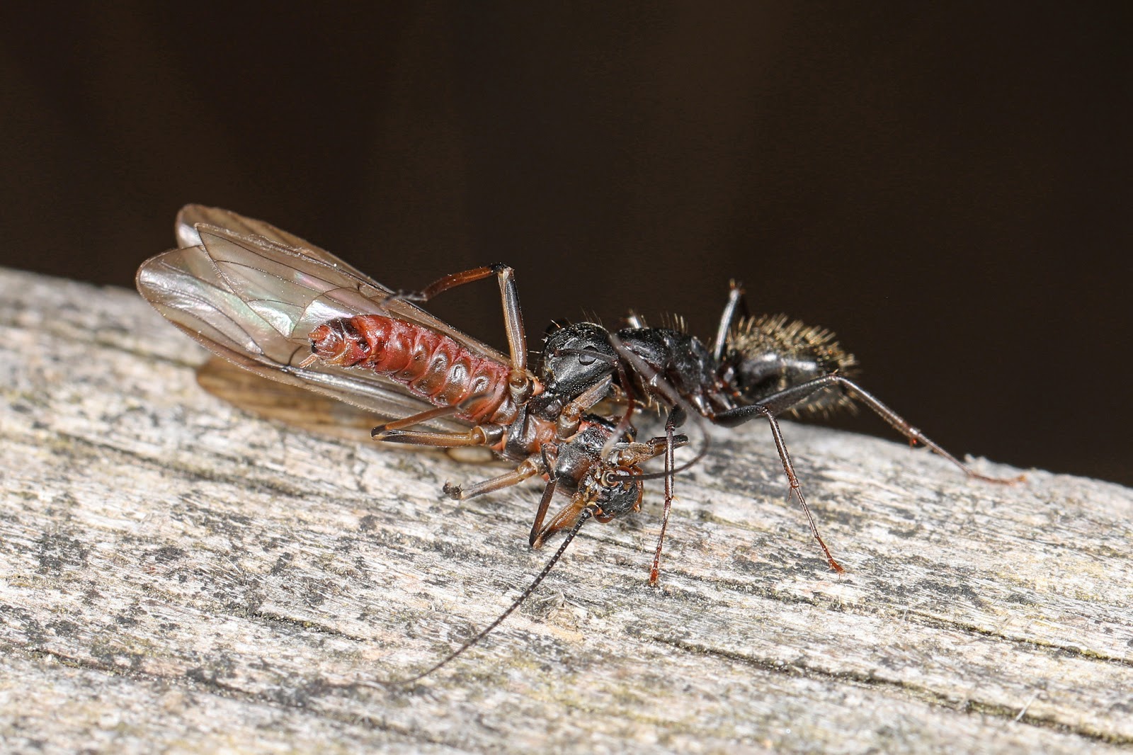 How To Identify Carpenter Ants – pestinformer.com