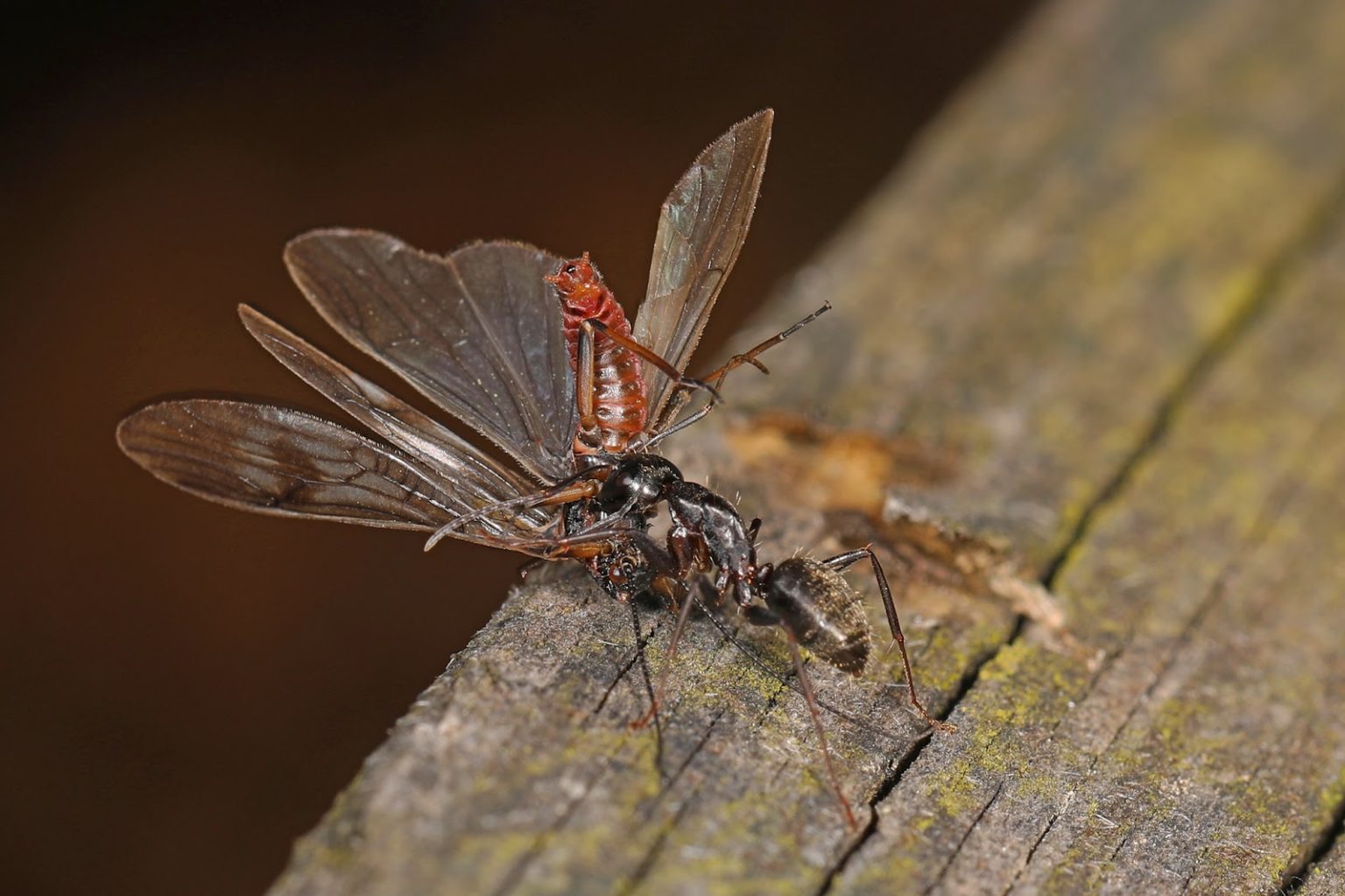 How To Identify Carpenter Ants – pestinformer.com